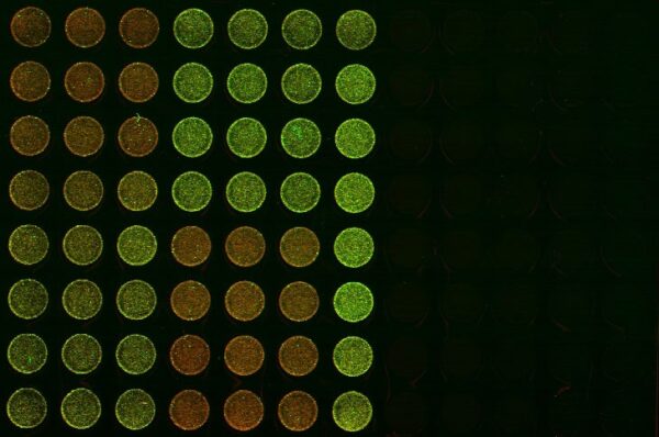 Flat Panel Imaging Sample Images - Biomedical Research Imaging Center